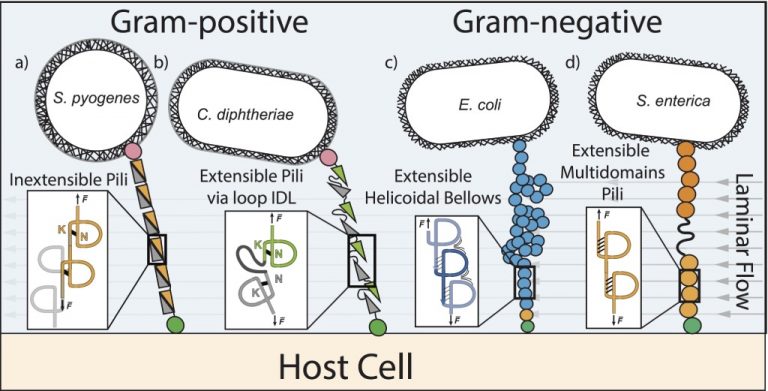Mechanical response of single pilus during bacterial adhesion – SMAT-C